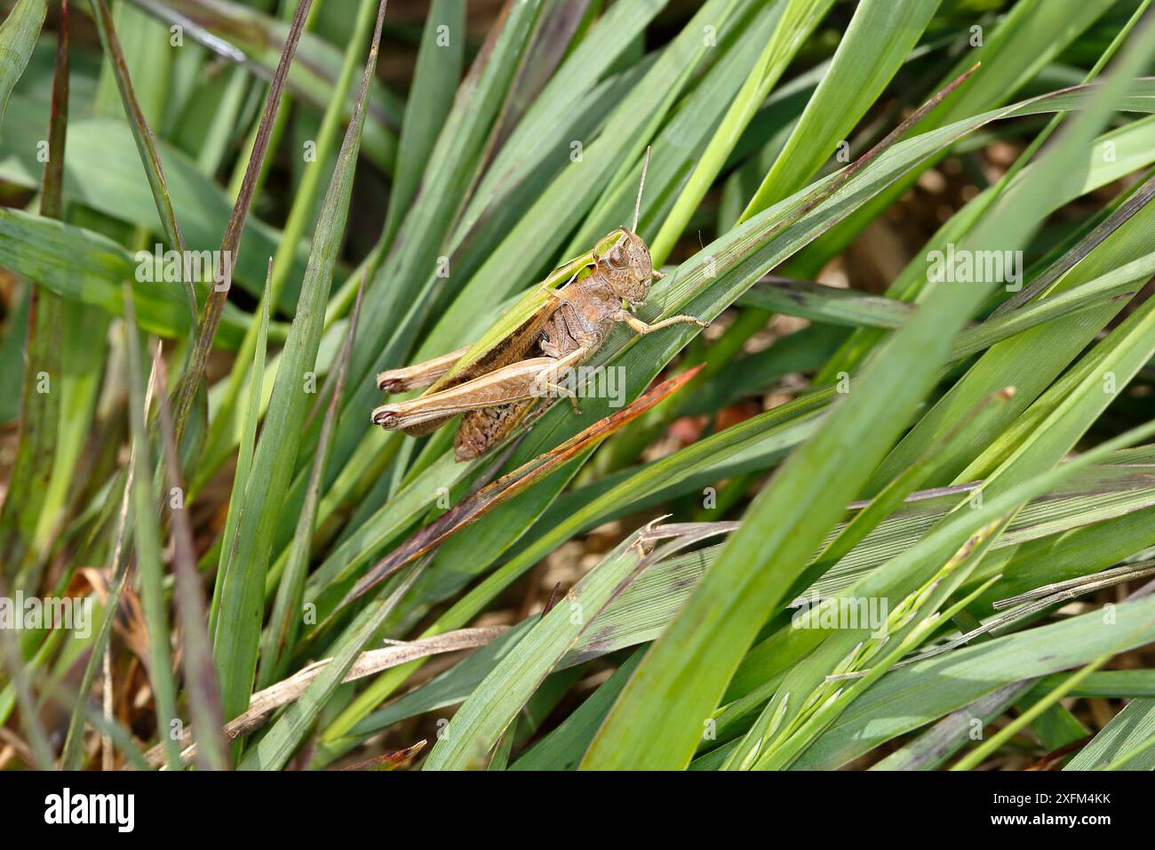 Common green grasshopper (Omocestus viridulus) female resting on grass ...