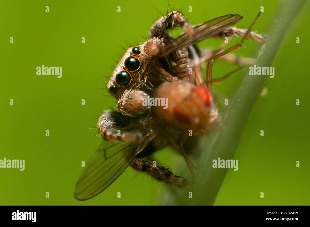 Falcata jumping hi-res stock photography and images - Alamy