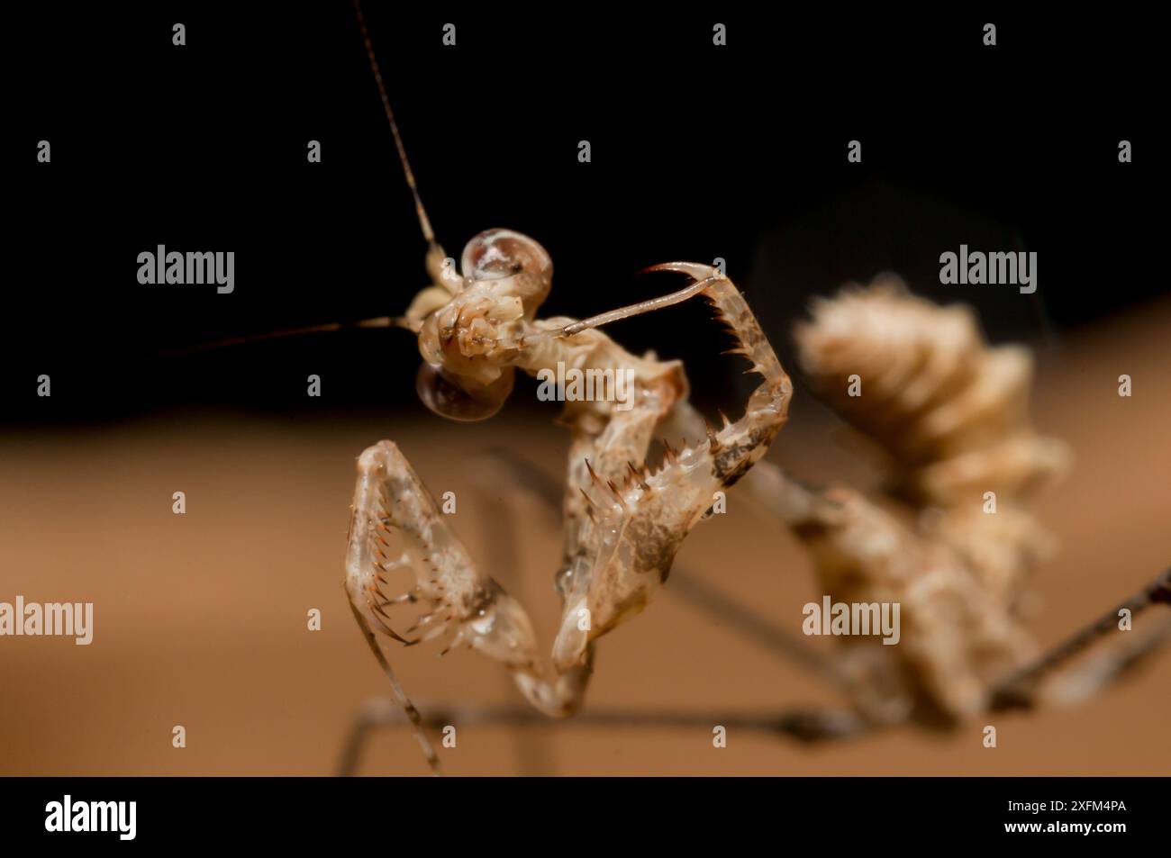 Cryptic mantis hi-res stock photography and images - Alamy