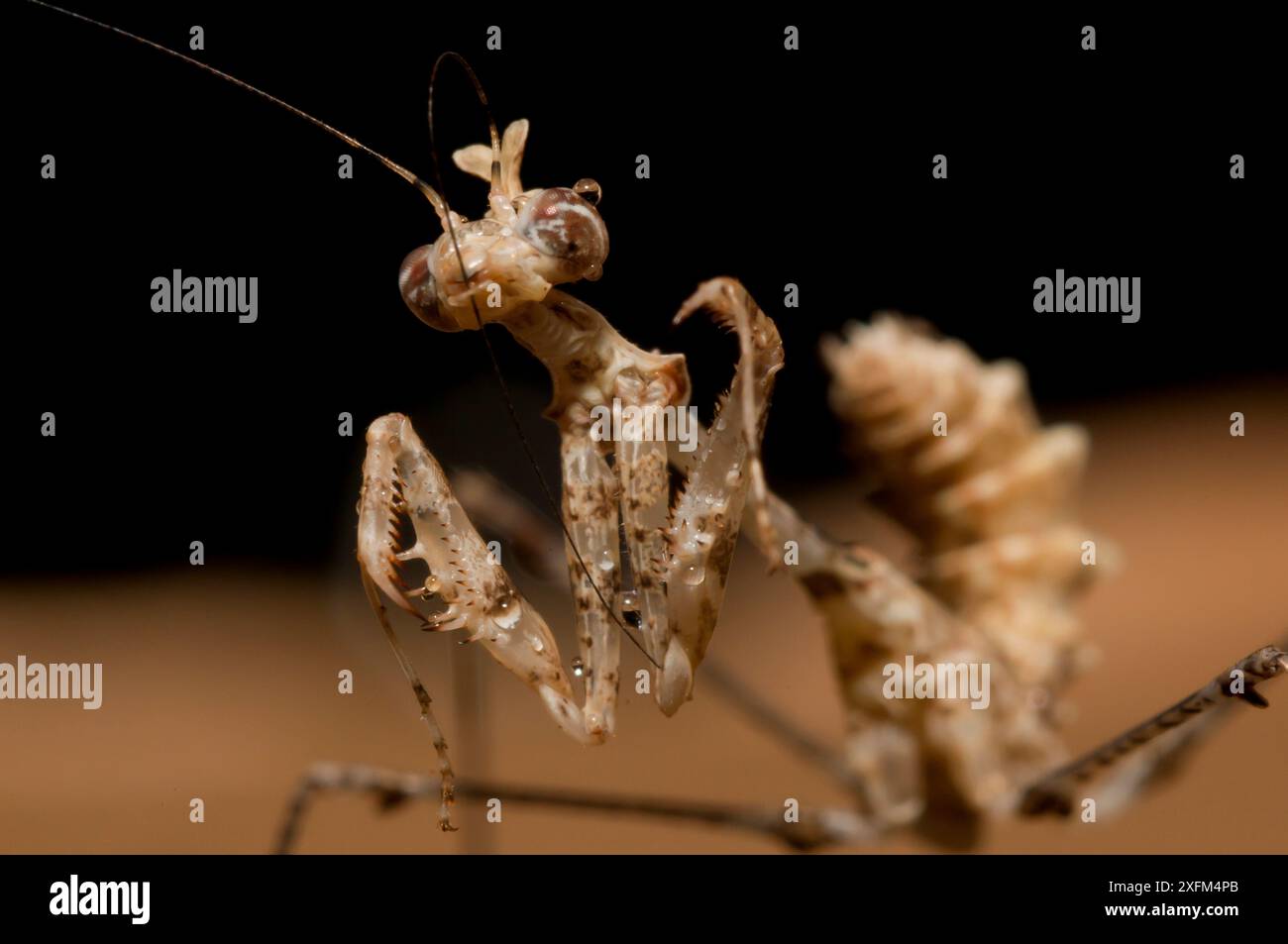 Cryptic mantis hi-res stock photography and images - Alamy