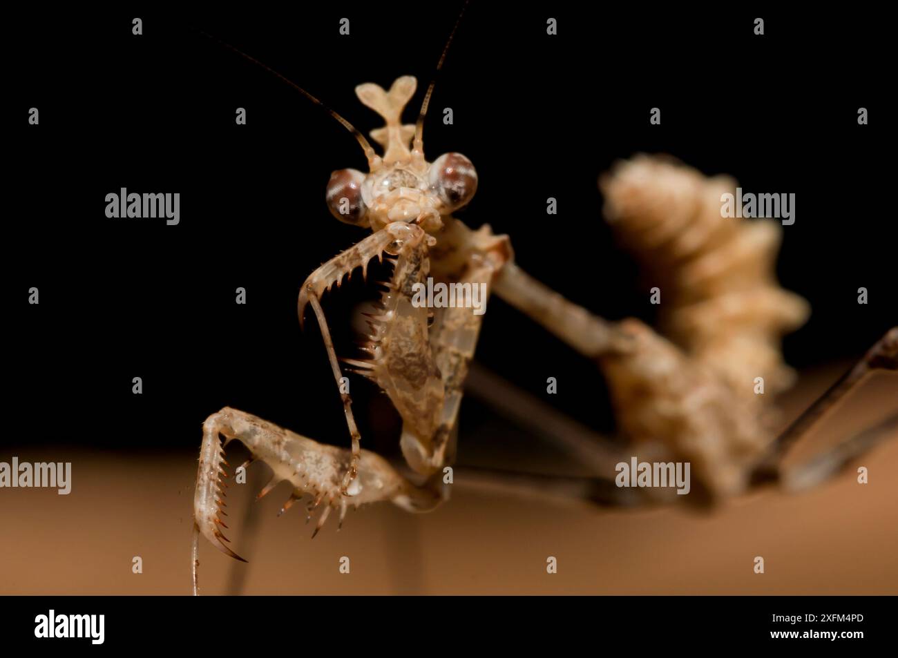 Cryptic mantis hi-res stock photography and images - Alamy