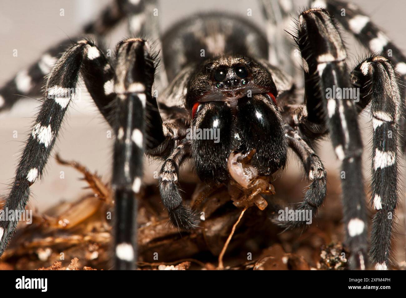 Desertas grande wolf spider (Hogna ingens) eating cockroach. Captive at ...