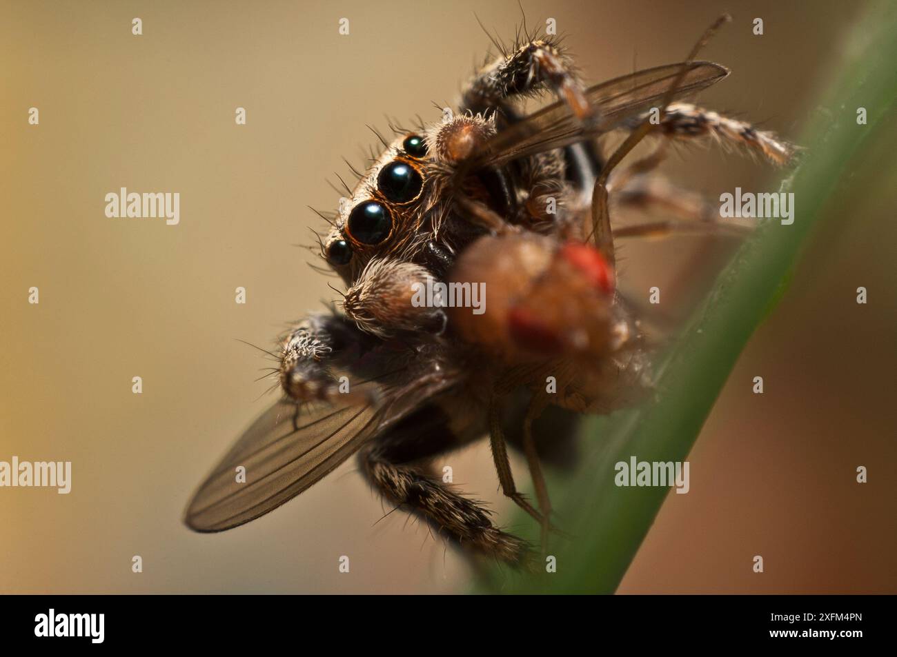 Jumping spider (Evarcha falcata). eating a fruit fly, captive Stock ...