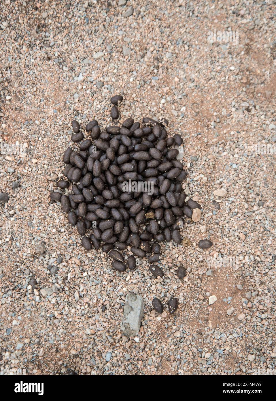 Southern africa animal droppings hi-res stock photography and images ...