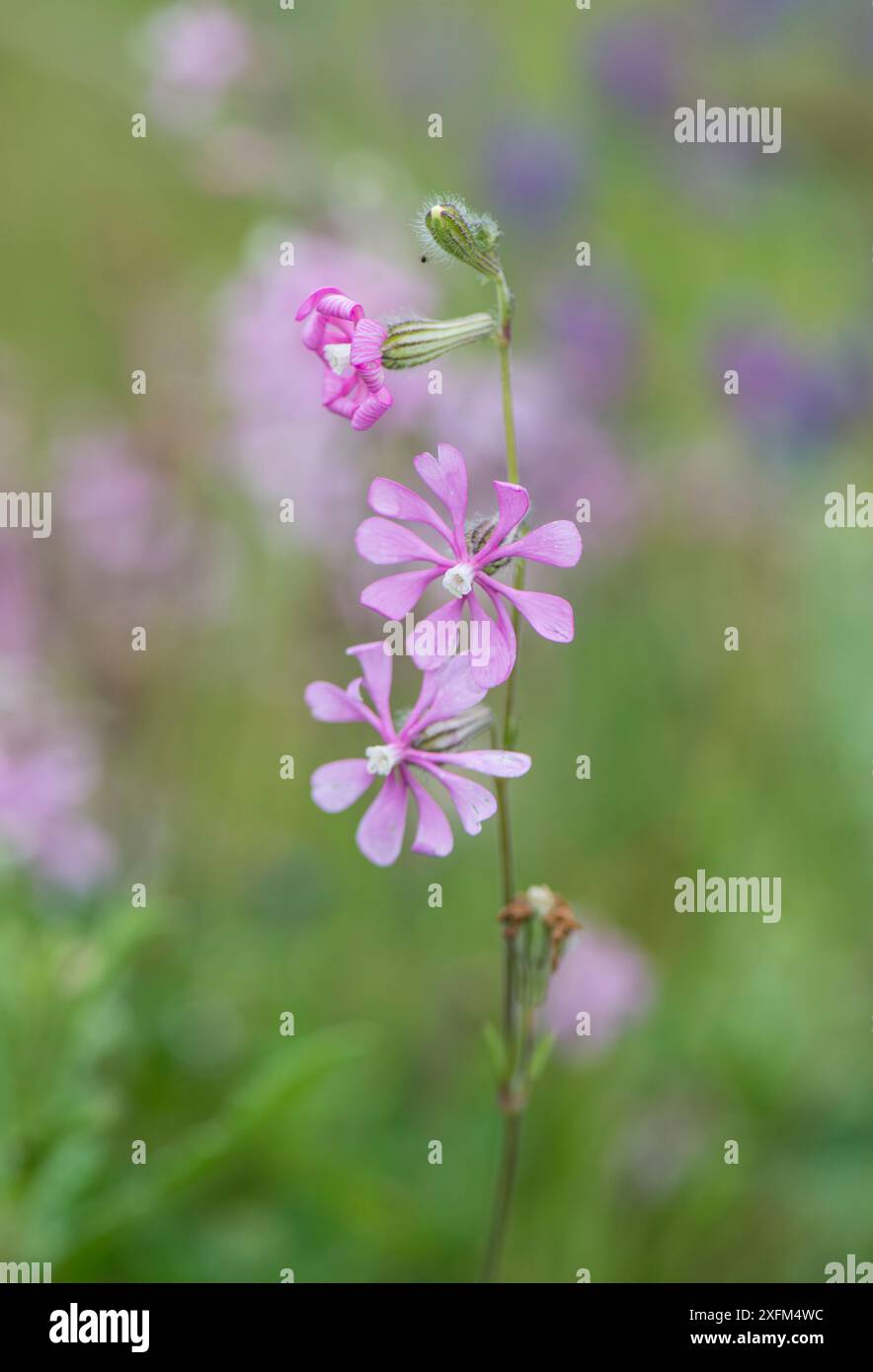 Pink catchfly (Silene colorata) flower, Extremadura, Spain Stock Photo ...