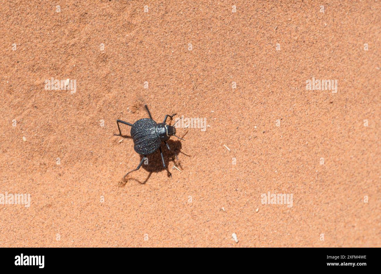 Darkling beetle (Onymacris plana) Sossusvlei, Namib Desert, Namibia ...