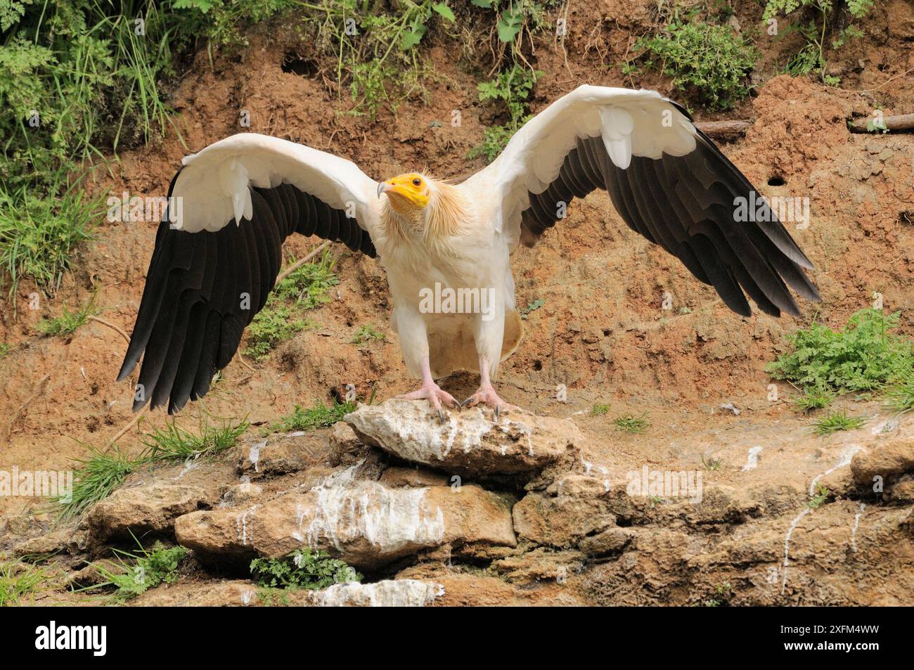 Birds with wings stretched out hi-res stock photography and images - Alamy