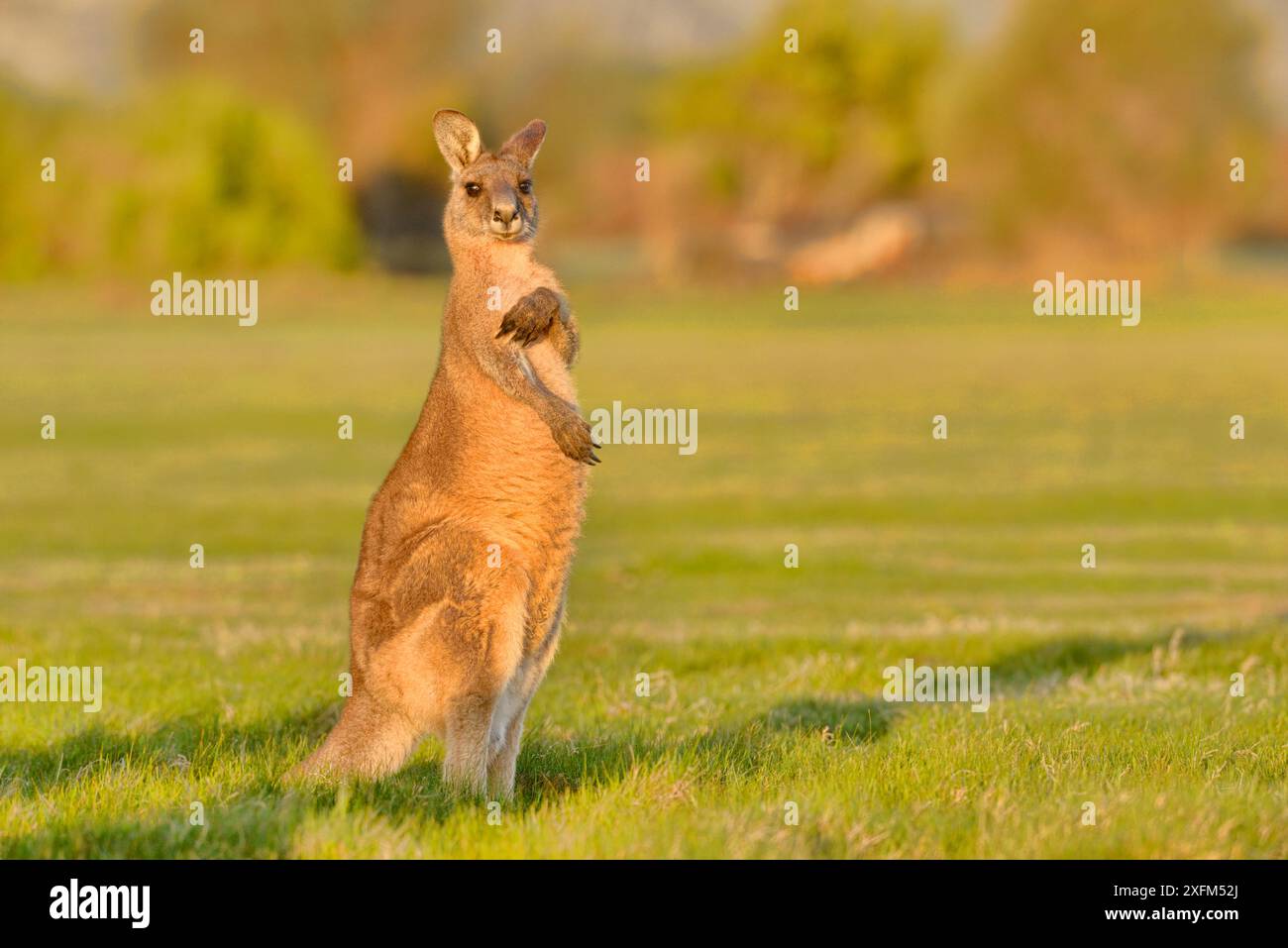 Forester kangaroo (Macropus giganteus) adult male, Tasmania, Australia ...