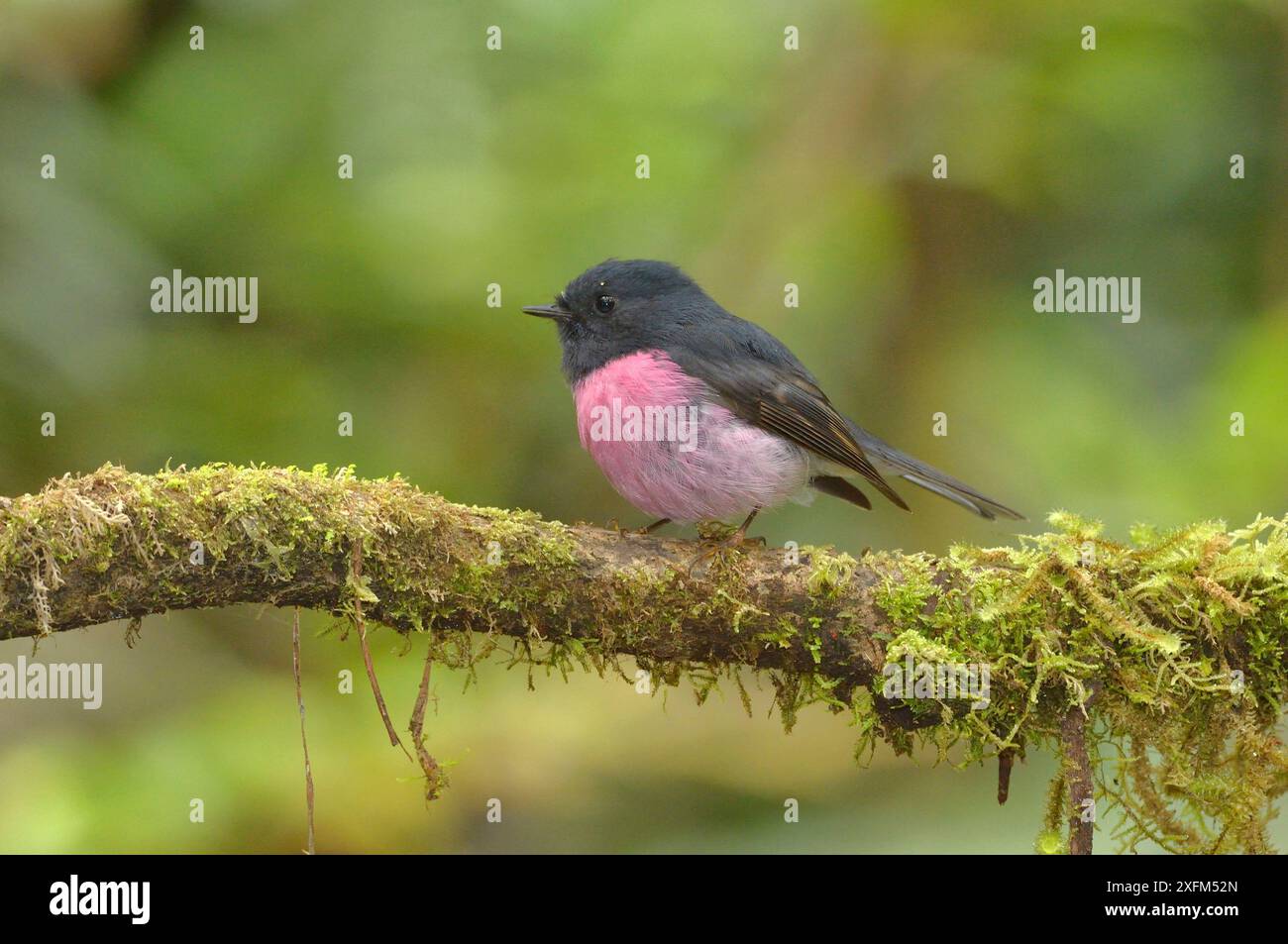 Pink robin australia hi-res stock photography and images - Alamy