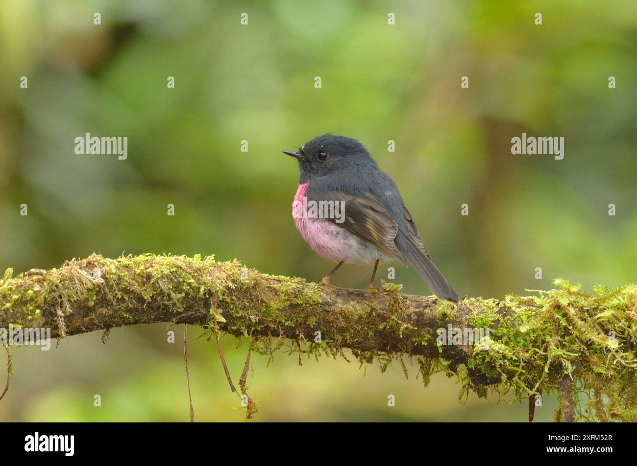 Pink robin australia hi-res stock photography and images - Alamy