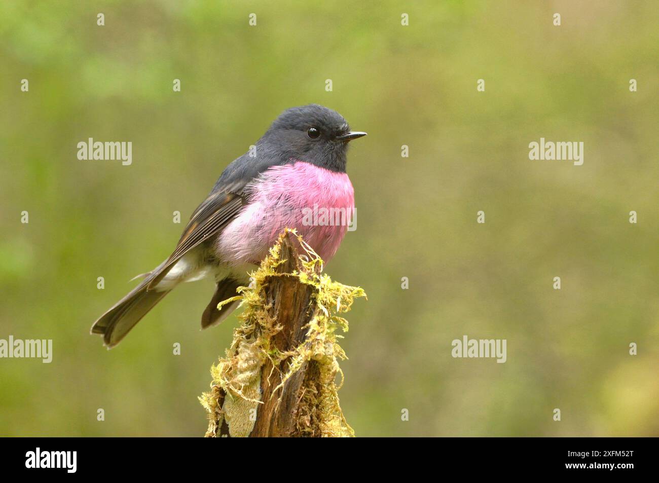 Pink robin australia hi-res stock photography and images - Alamy