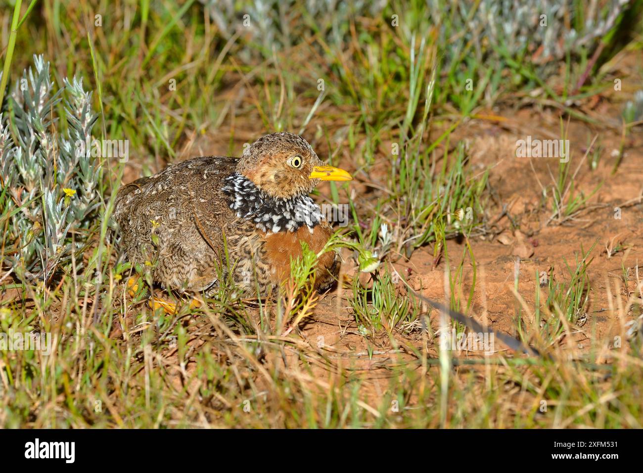 Plains-wanderer (Pedionomus torquatus) Victoria, Australia Endangered ...
