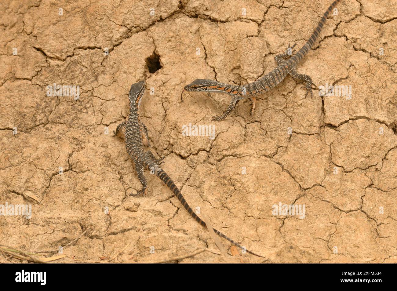 Rosenberg's goanna (Varanus rosenbergi) young returning to nest in ...