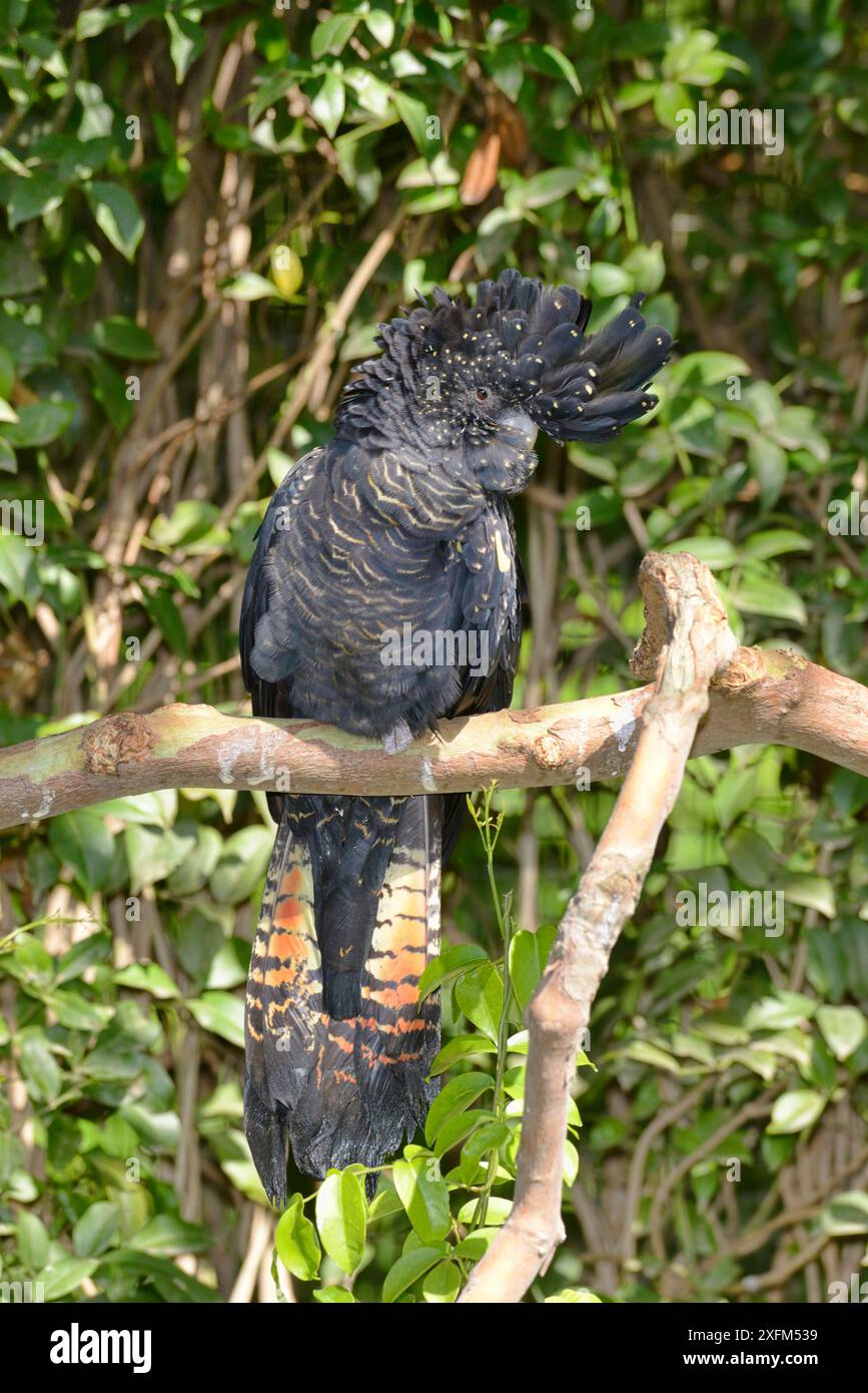 Red-tailed black cockatoo (Calyptorhynchus magnificus) adult female ...