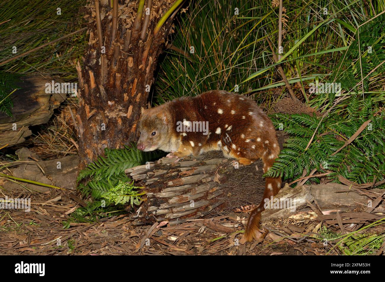 Spotted-tailed quoll (Dasyurus maculatus) Tasmania, Australia Stock ...