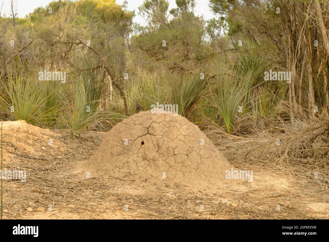 Rosenberg's goanna (Varanus rosenbergi) termite mound showing hole used ...