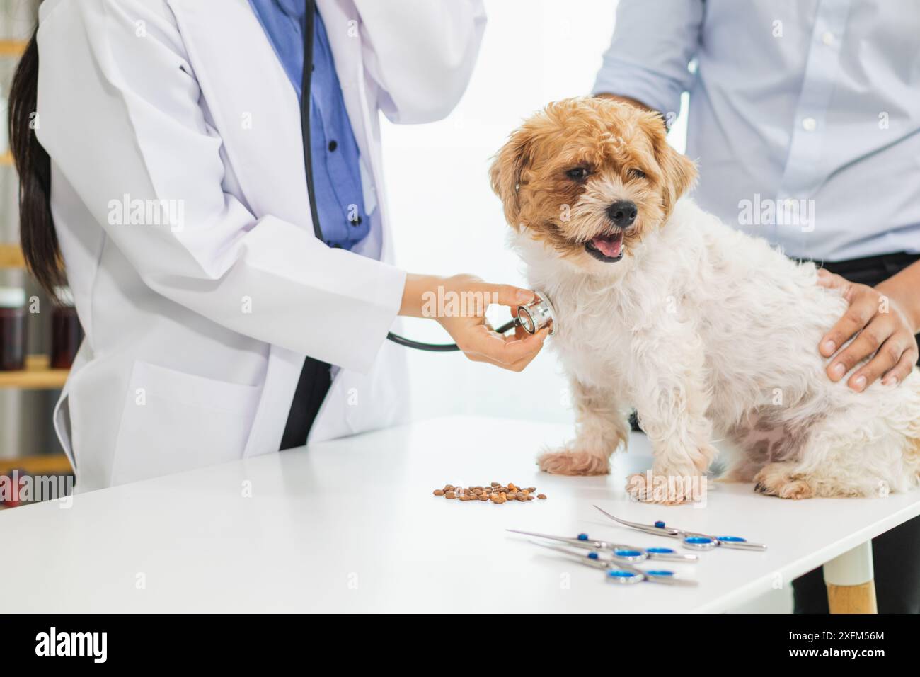 Veterinarian are using Stethoscopes to examine dog health and diagnose ...