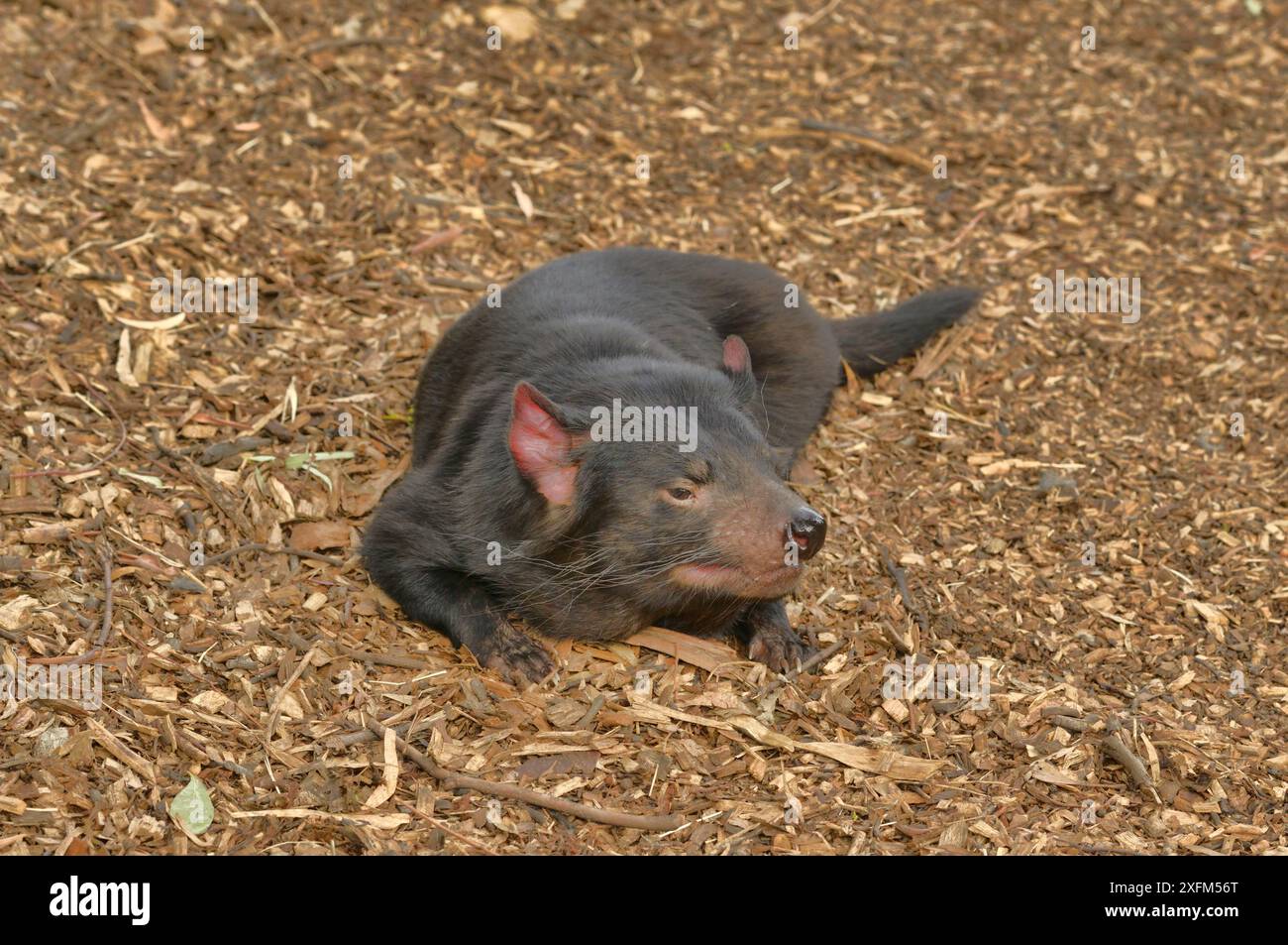 Tasmanian devil (Sarchopilus harrisii) resting. Tasmania, Australia Stock Photo - Alamy