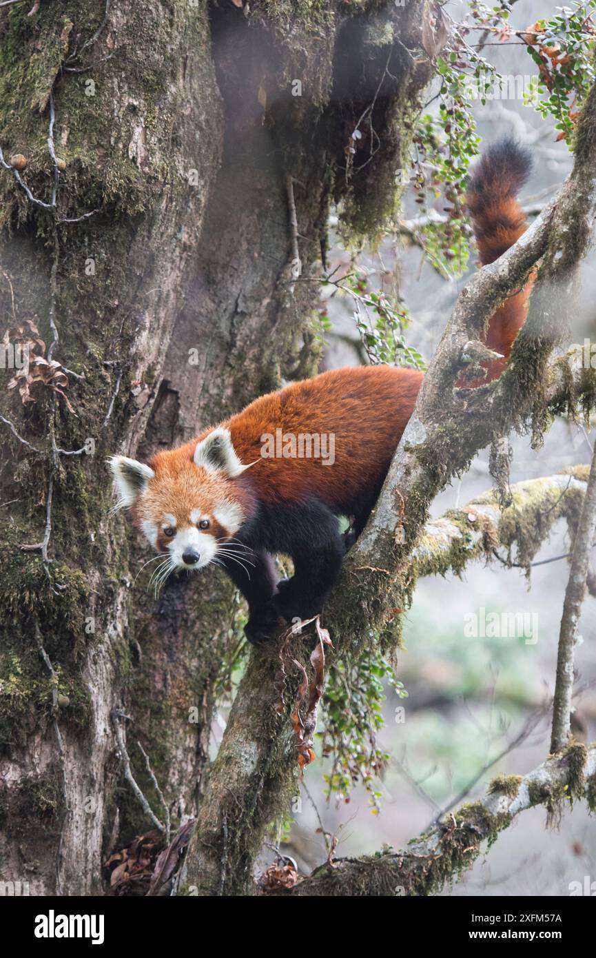 Red panda (Ailurus fulgens) moving about in tree in typical cloud ...