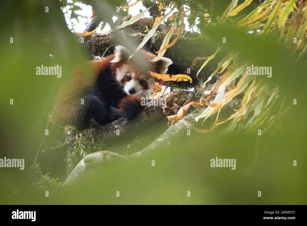 Red panda (Ailurus fulgens) resting in the canopy, Singalila National ...