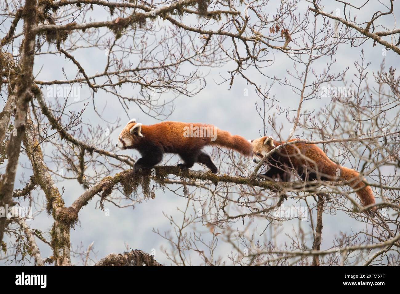 Red panda (Ailurus fulgens) subadult siblings walking along branch of ...