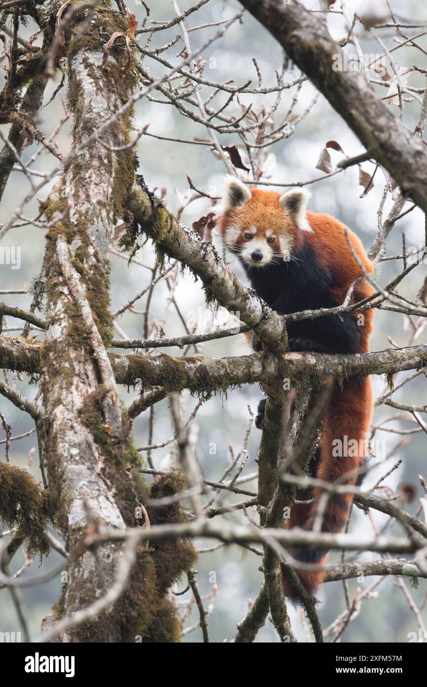 Red panda (Ailurus fulgens) in tree, Singalila National Park, West ...