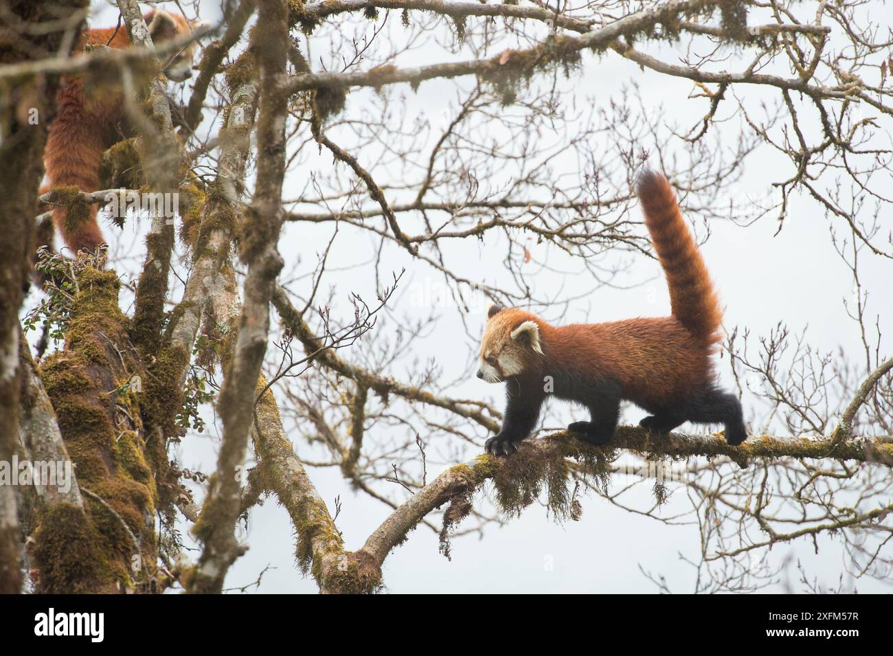 Red panda (Ailurus fulgens) walking along branch of tree using its tail ...