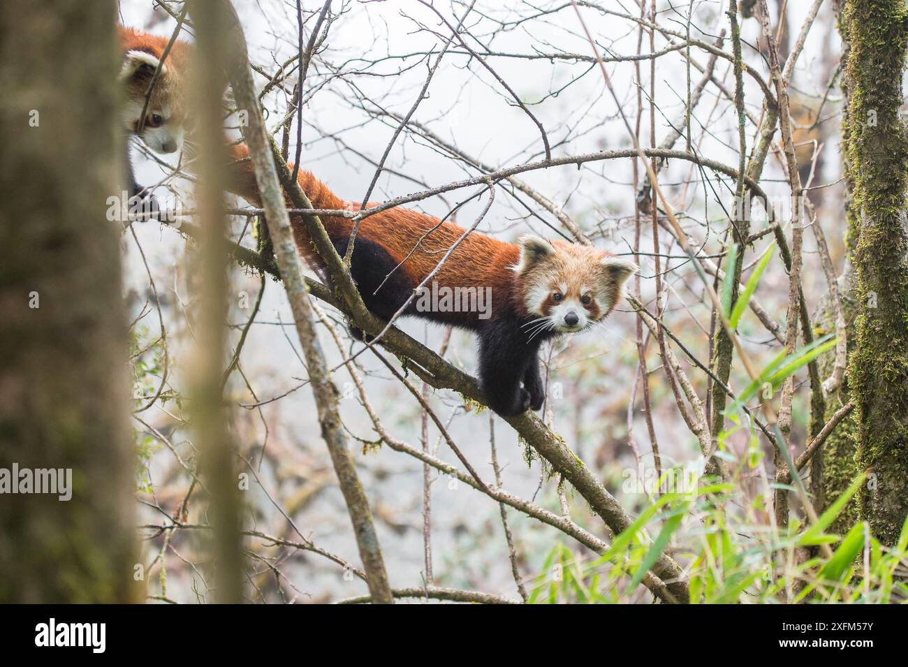 Red Panda (Ailurus fulgens) subadult siblings descend from the canopy ...