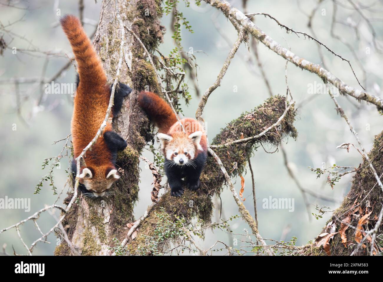 Red panda (Ailurus fulgens) subadult siblings in the typical cloud ...