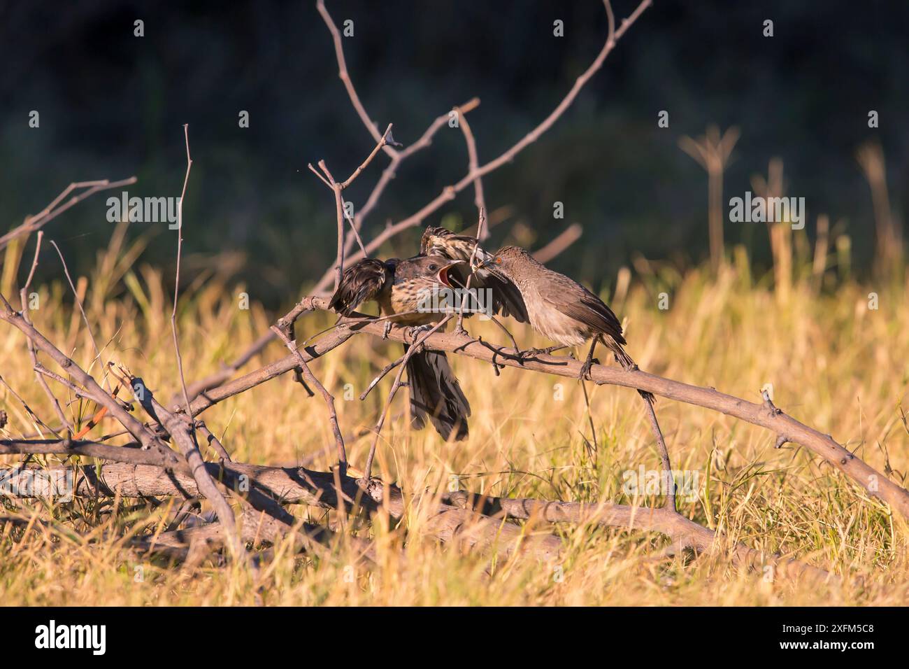 Jacobin Cuckoo (Clamator jacobinus) fledgling begging for food from ...