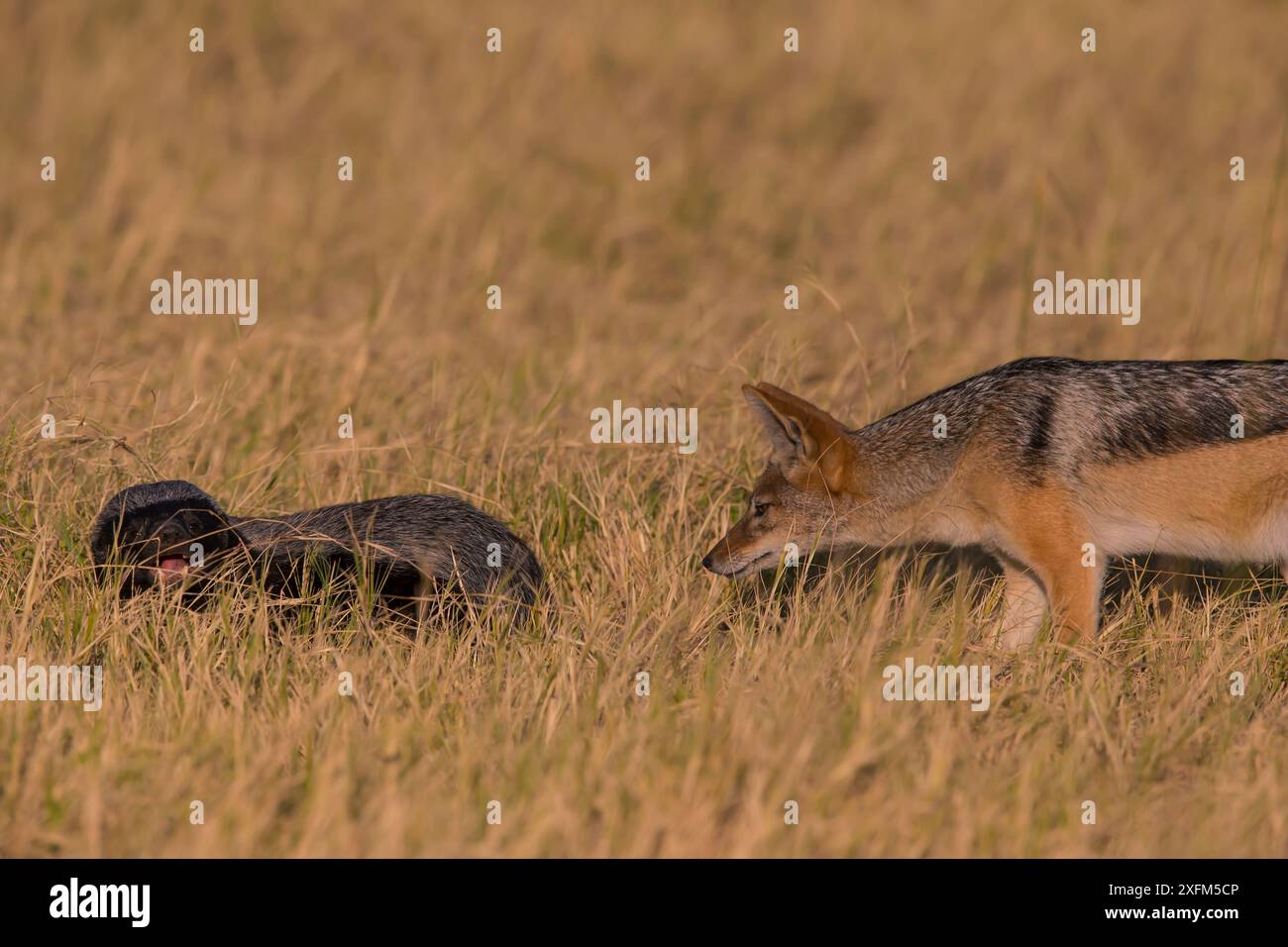 Honey badger (Mellivora capensis) with Black-backed Jackal (Canis ...