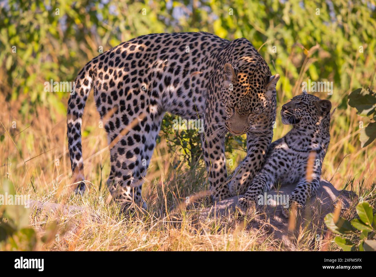 Leopard (Panthera pardus) female with cub age 6 months, Little Kwara ...