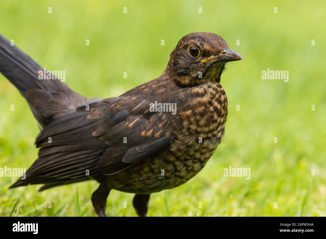 Blackbird fledgling closeup Stock Photo - Alamy