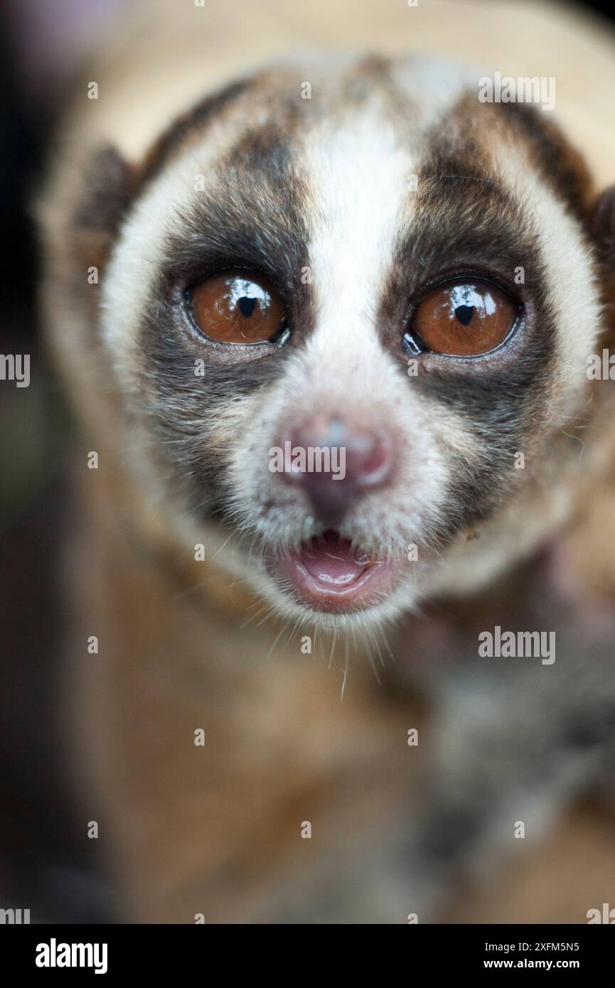 Javan slow loris portrait hi-res stock photography and images - Alamy