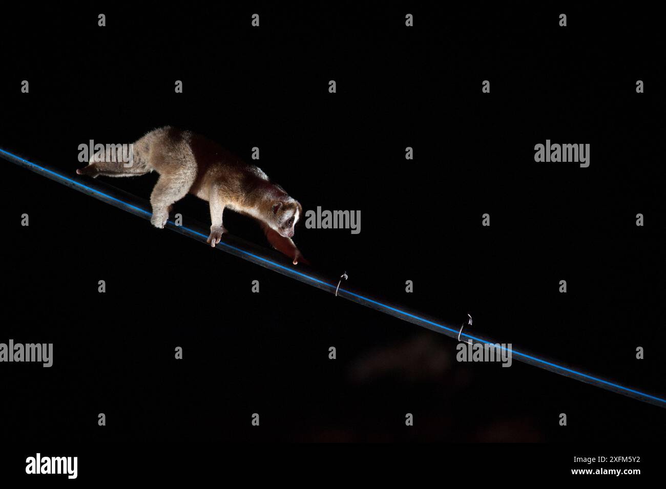 Javan slow loris (Nycticebus javanicus), adult crossing a field using ...