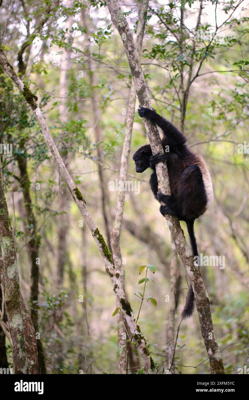 Milne-Edwards' sifaka (Propithecus edwardsi) in tree, Ambohimahasoa ...