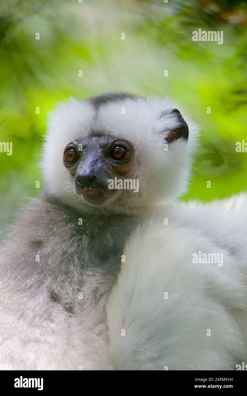 Silky Sifaka Lemur (Propithecus diadema candidus), Marojejy National ...