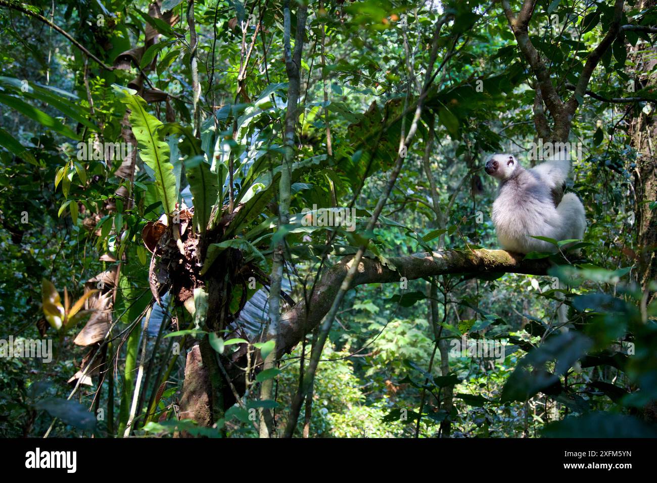 Silky Sifaka Lemur (Propithecus diadema candidus), Marojejy National ...