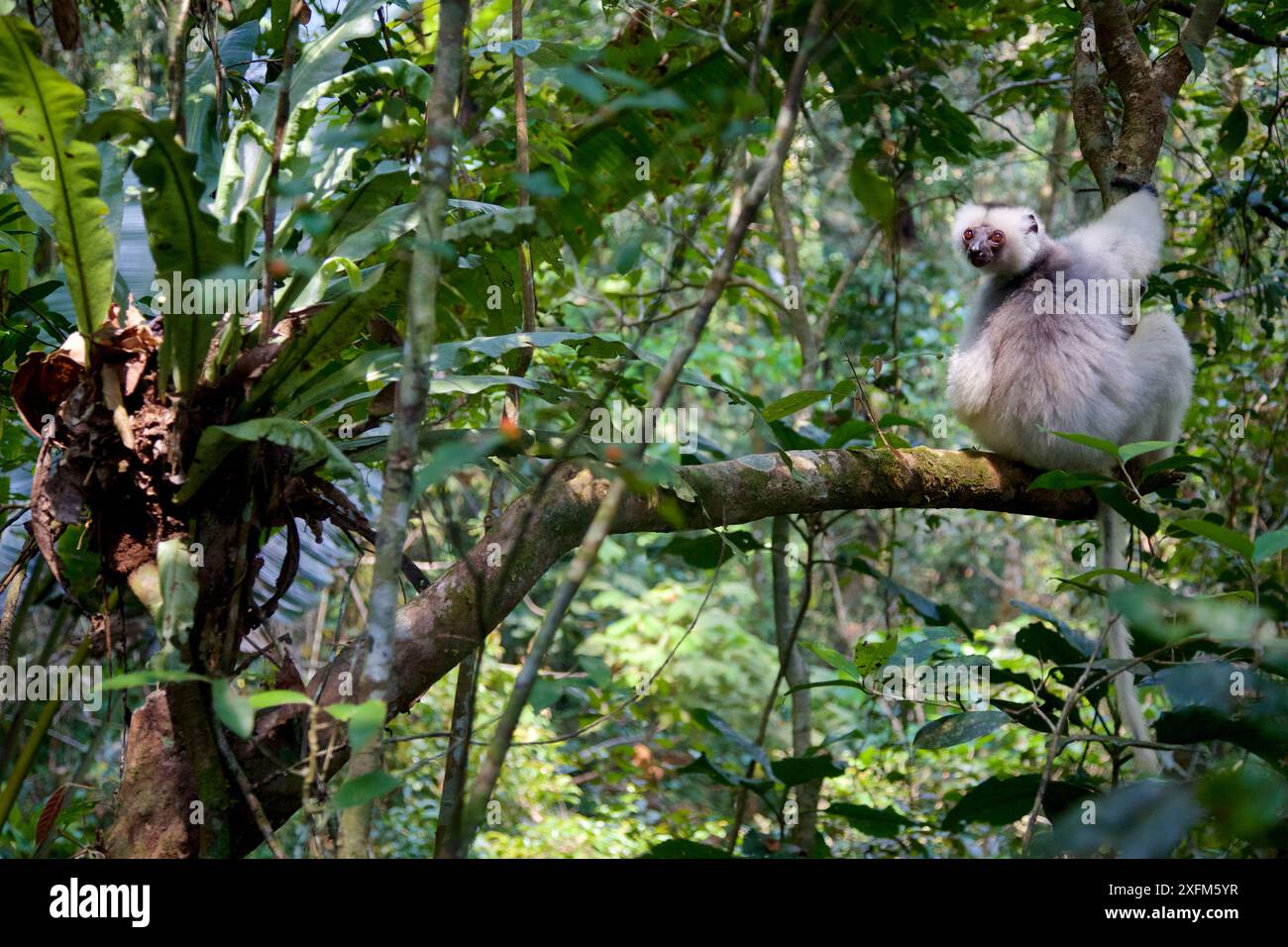 Silky Sifaka Lemur (Propithecus diadema candidus), Marojejy National ...
