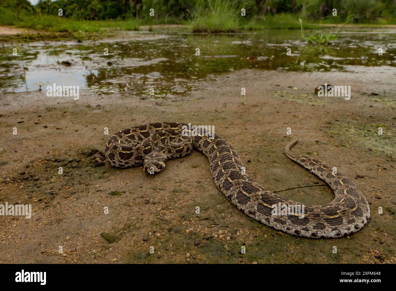 Atheris superciliaris hi-res stock photography and images - Alamy