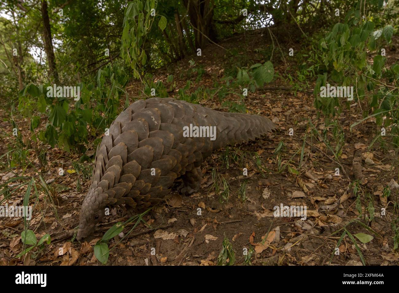 Ground pangolin (Smutsia temminckii) walking in front of a termite ...