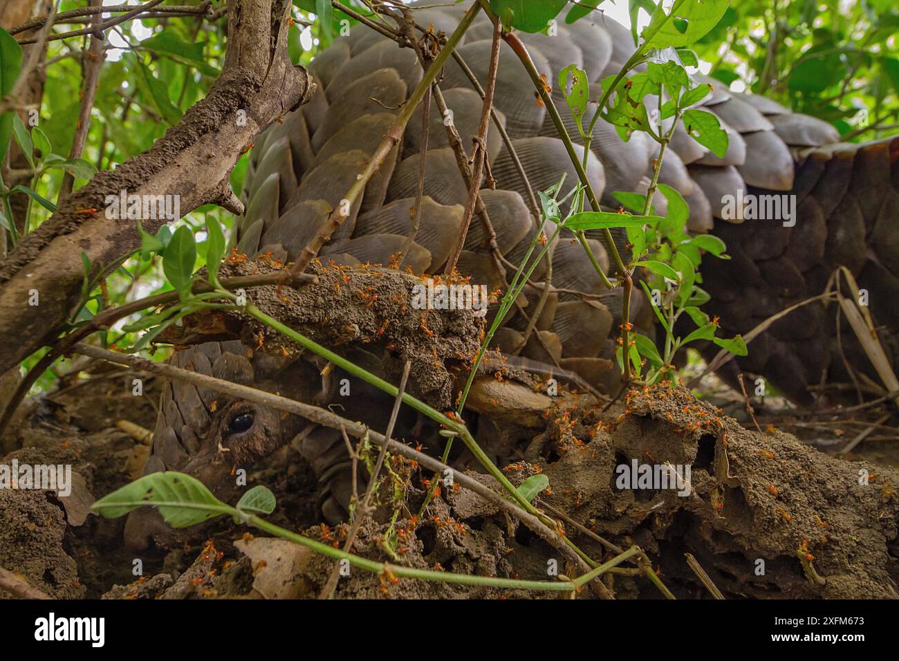Ground pangolin (Smutsia teminckii) digging into a termite mound while ...