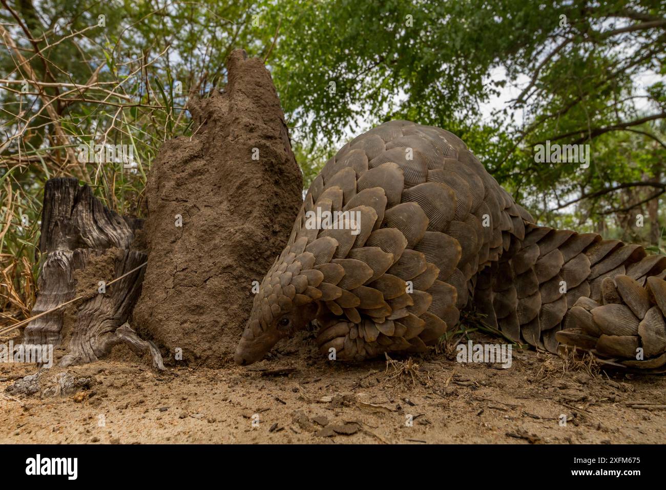 Ground pangolin (Smutsia temminckii) walking towards termite mound in Gorongosa National Park ...