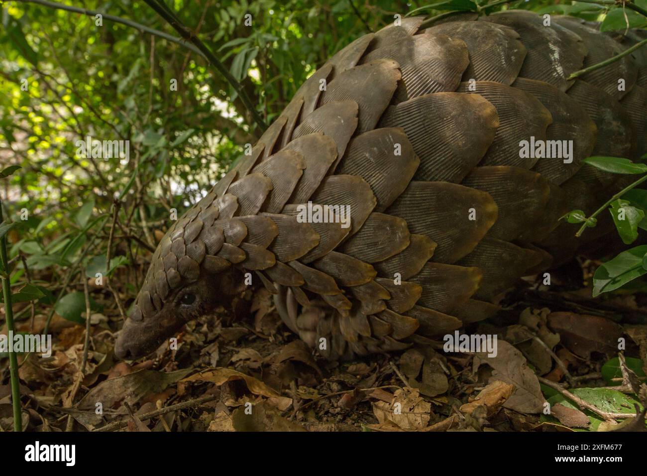 Ground pangolin (Smutsia temminckii) foraging on a termite mound in Gorongosa National Park ...