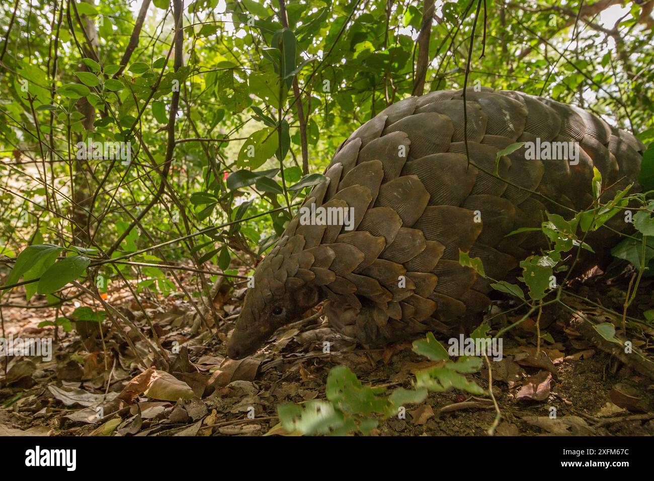 Ground pangolin (Smutsia temminckii) foraging on a termite mound in ...