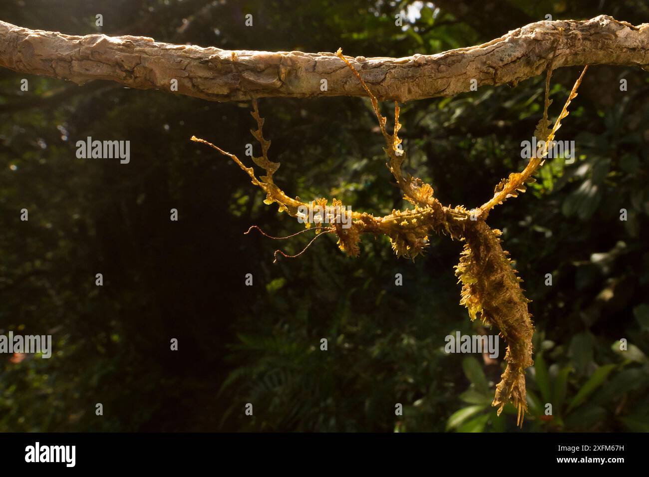 Moss mimic stick insect (Trychopeplus laciniatus) in Monteverde Cloud ...