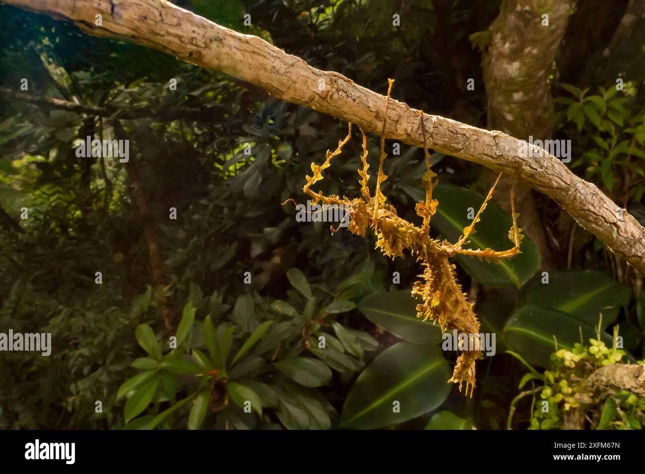 Moss mimic stick insect (Trychopeplus laciniatus) in Monteverde Cloud ...