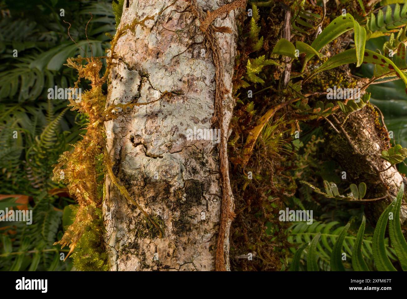 Moss mimic stick insect (Trychopeplus laciniatus) in Monteverde Cloud ...
