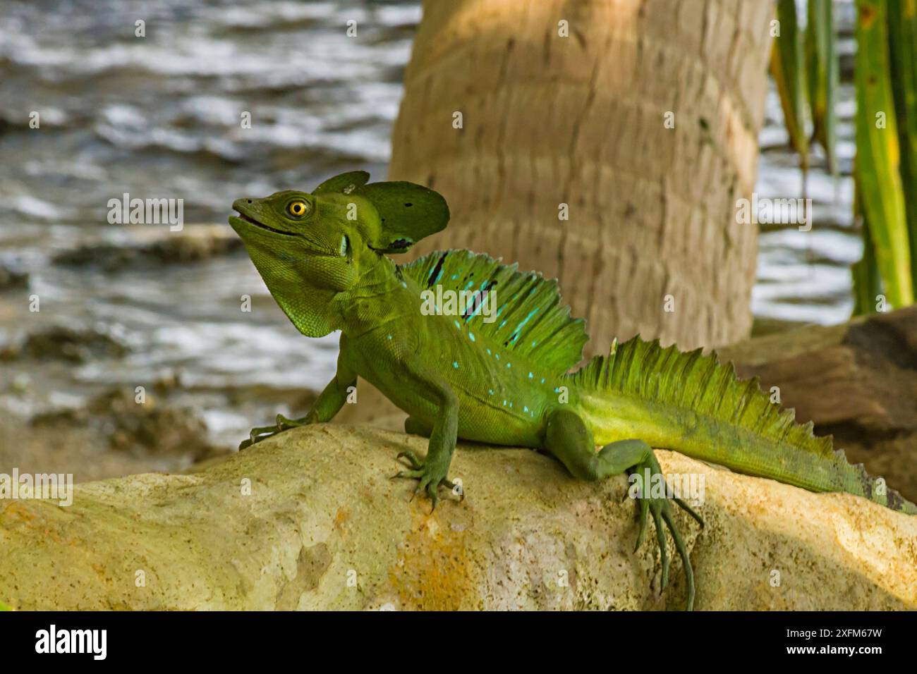 Basilisk (Basiliscus basiliscus) male on log, near Cahuita National ...