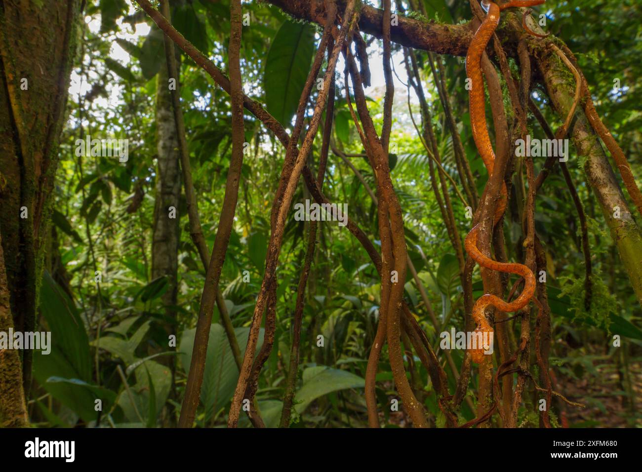 Speckled blunthead tree snake (Imantodes inornatus) among vines and ...